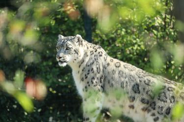Zoo de Beauval Tarifs CE Enfant Horaires Billet