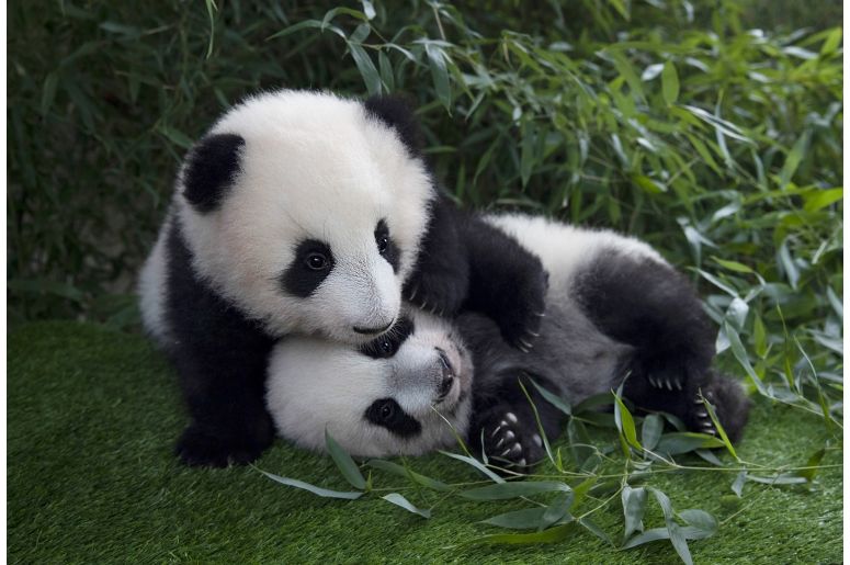 Zoo de Beauval Tarifs CE Enfant Horaires Billet